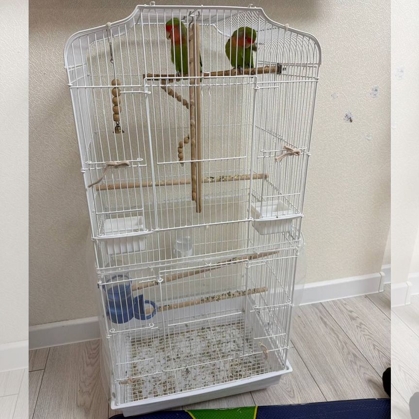 Попугай неразлучники с клеткой