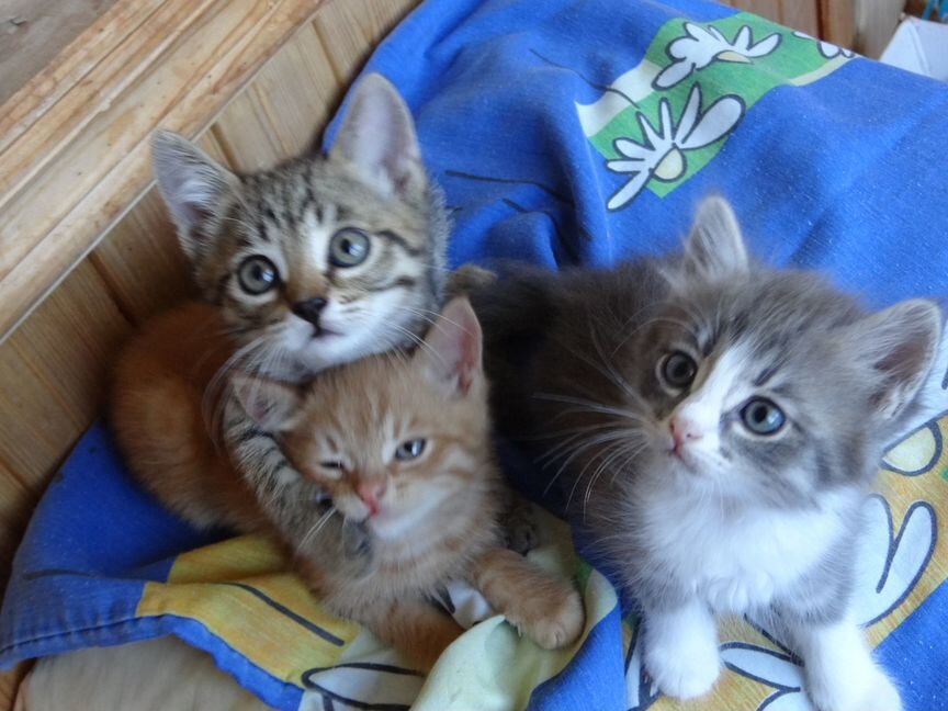 Котята в добрые руки от домашней кошки