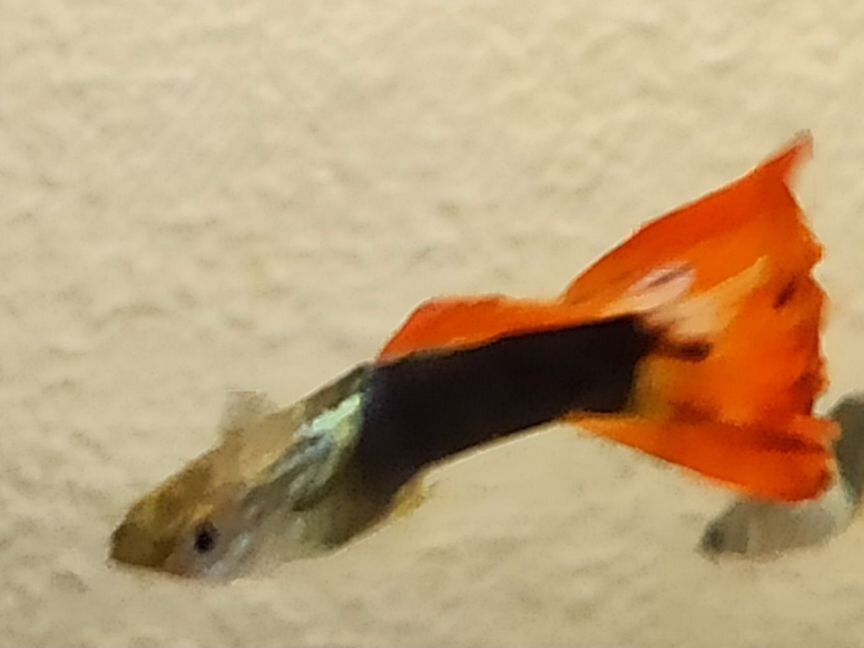 Аквариумные рыбки гуппи