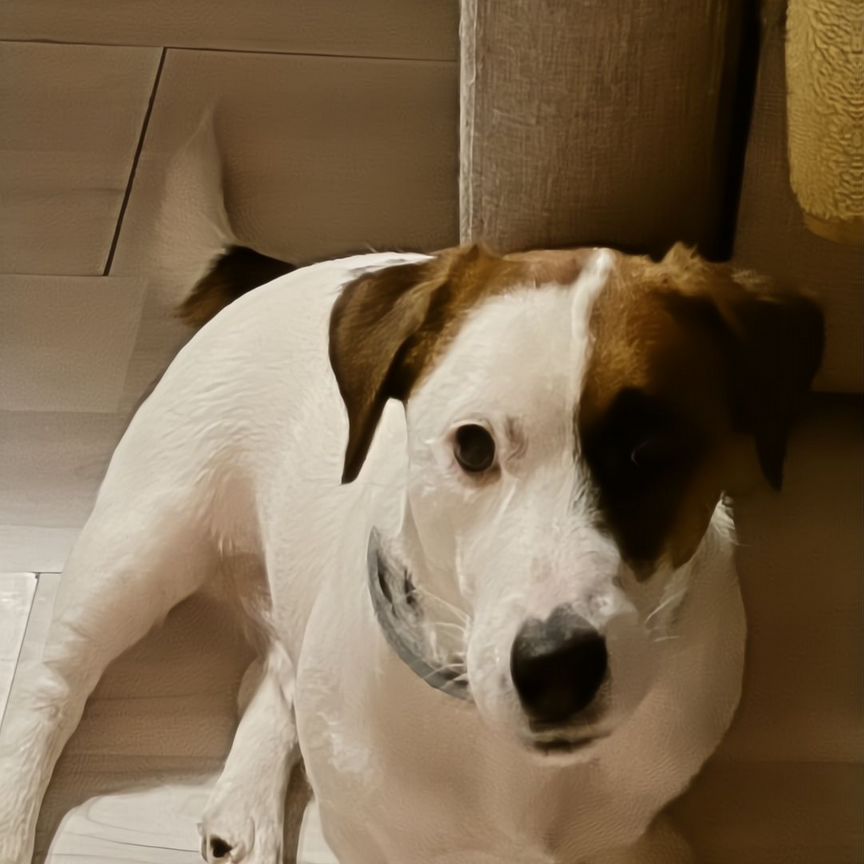 Джек-рассел-терьер, взрослый пёс