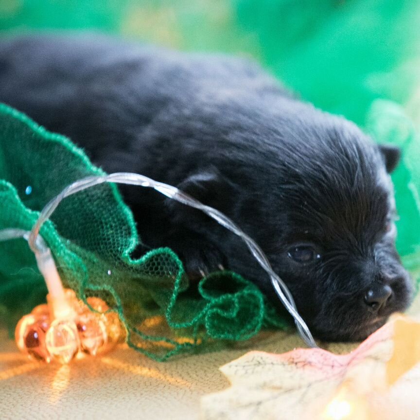 Померанский шпиц медвежьего типа