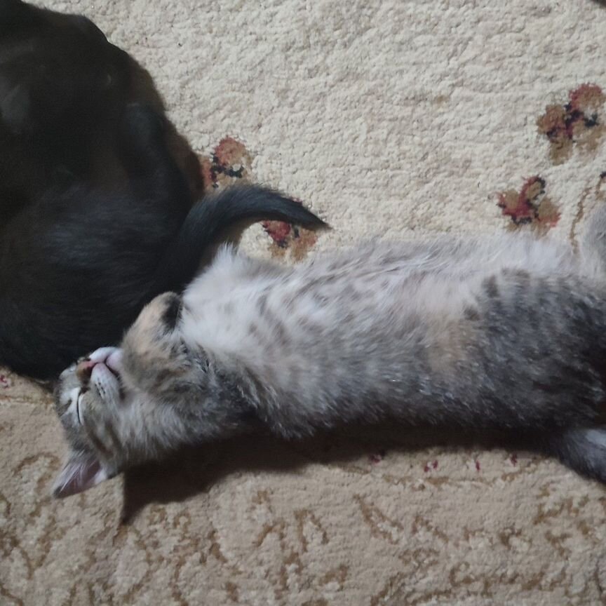 Отдам котят