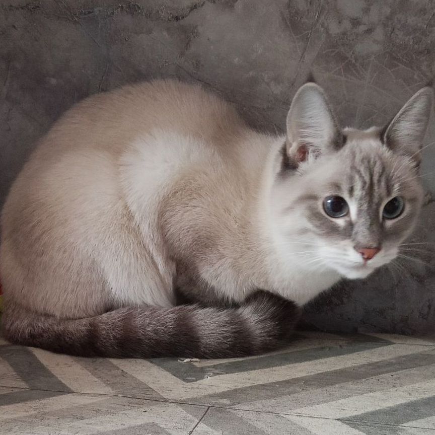 Взрослая, кошка в добрые руки