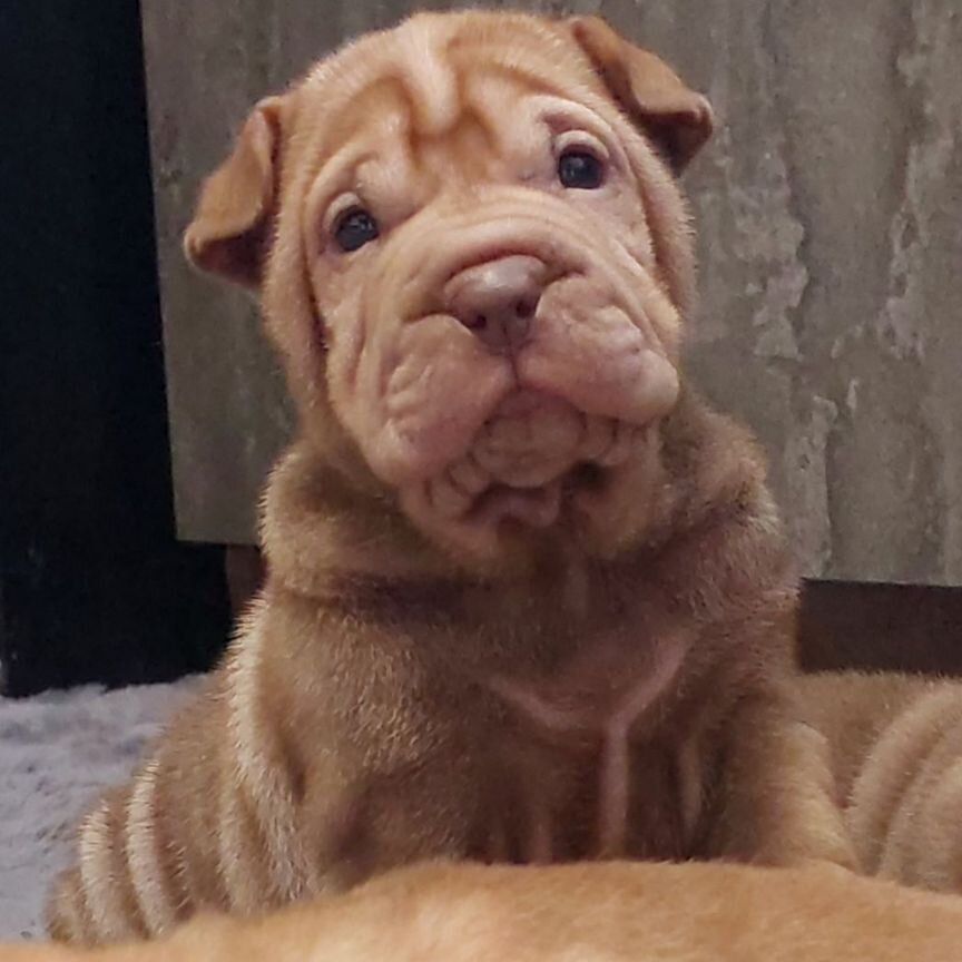 Очаровательная плюша