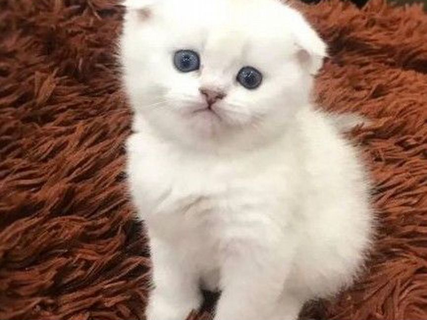 Шотланские вислрухие котята