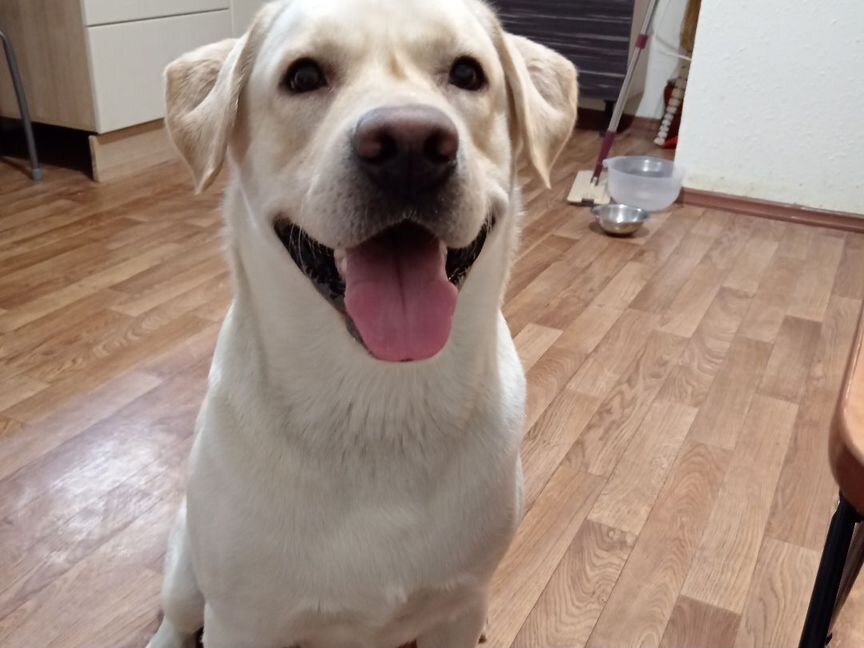 Продаём лабрадора