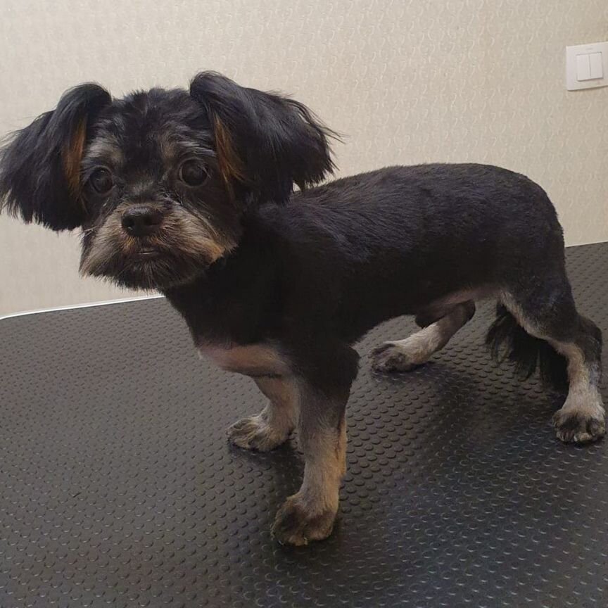 Щенок Метис Йорка + Шитцу