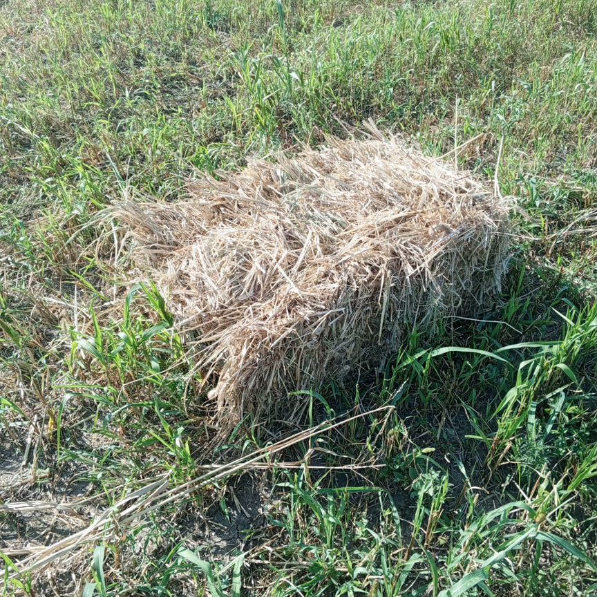 Сено в тюках. Магар, суданка