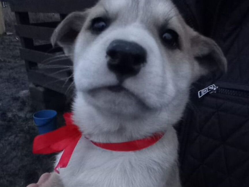 Отдам бесплатно Щенков- смесь Алабая