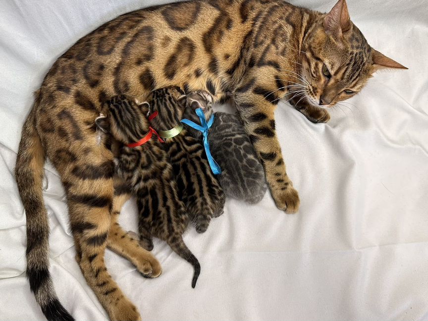 Бенгальские котята