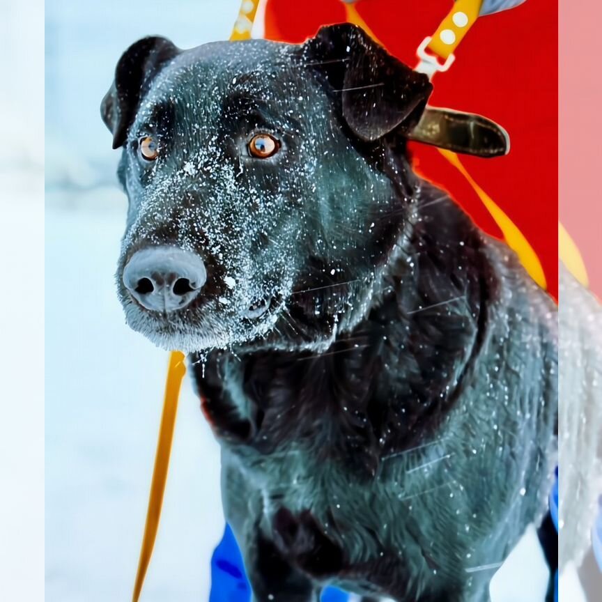 Взрослый пёс в добрые руки