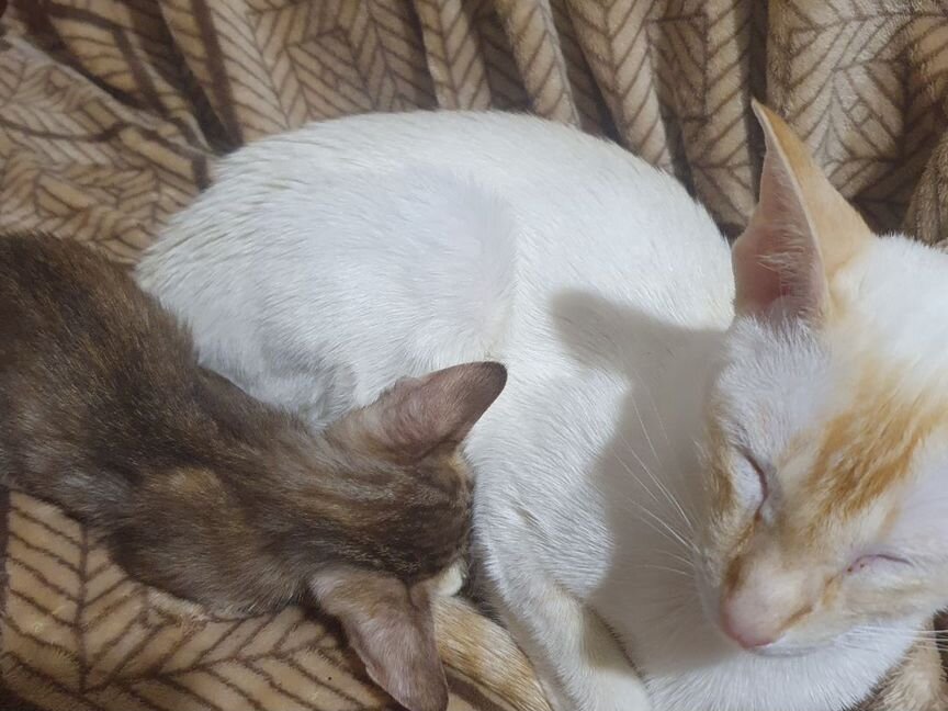 Ориентальные котята