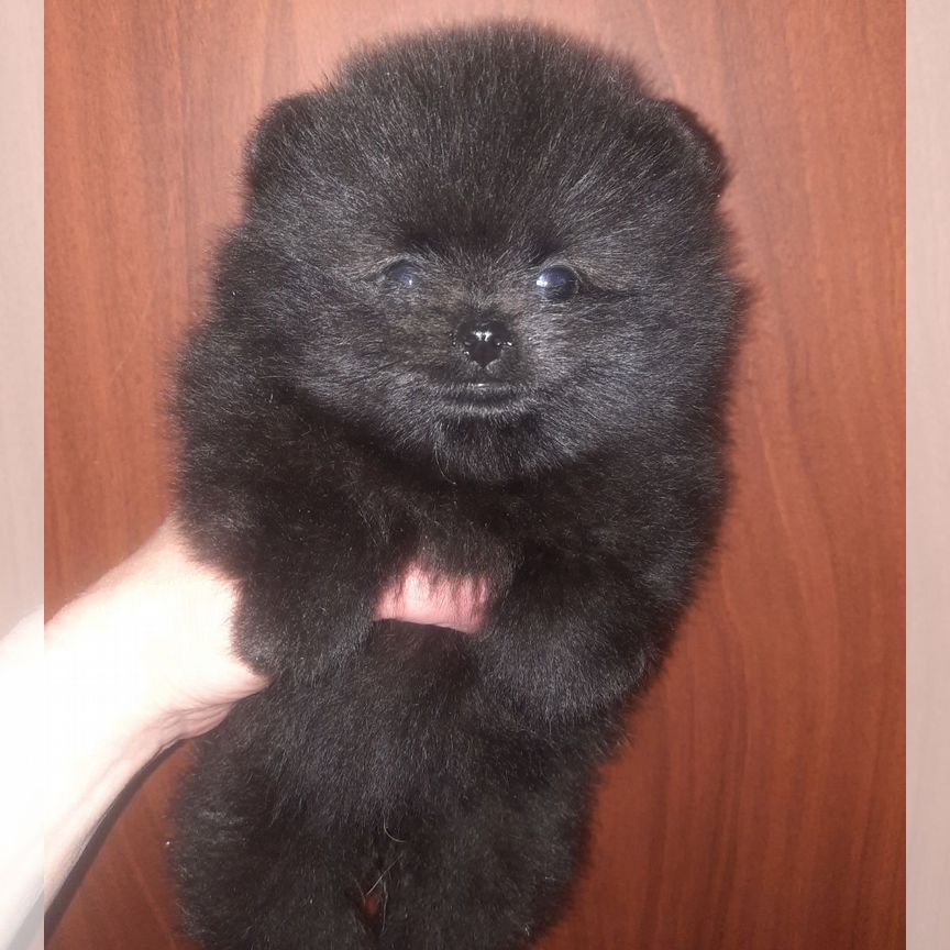 Померанский шпиц, щенок