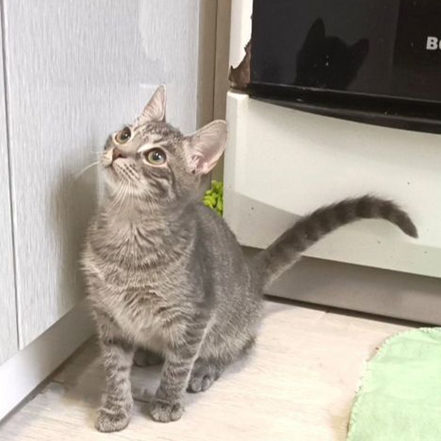 Ласковый котенок ищет дом