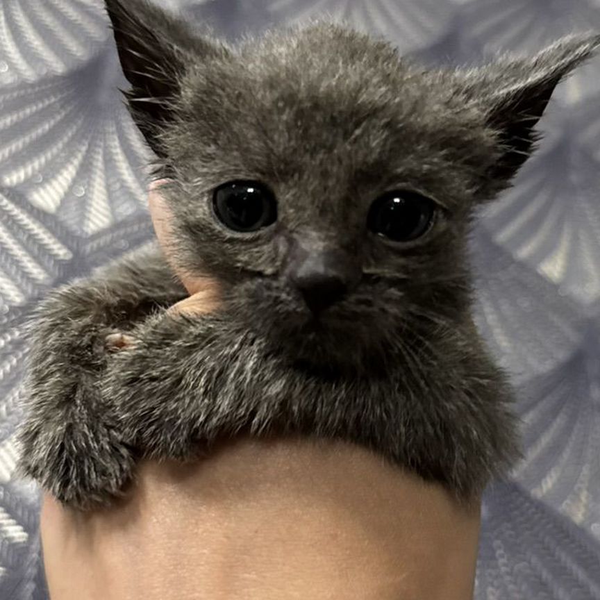 Британский короткошёрстный котёнок