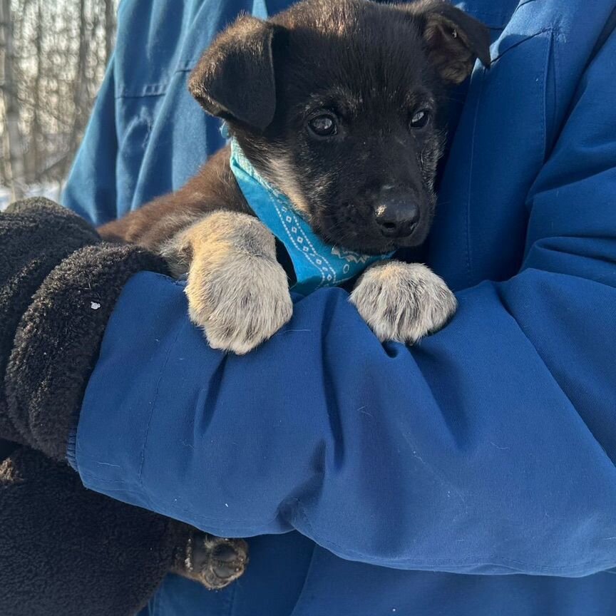 Одинокий щенок мальчик