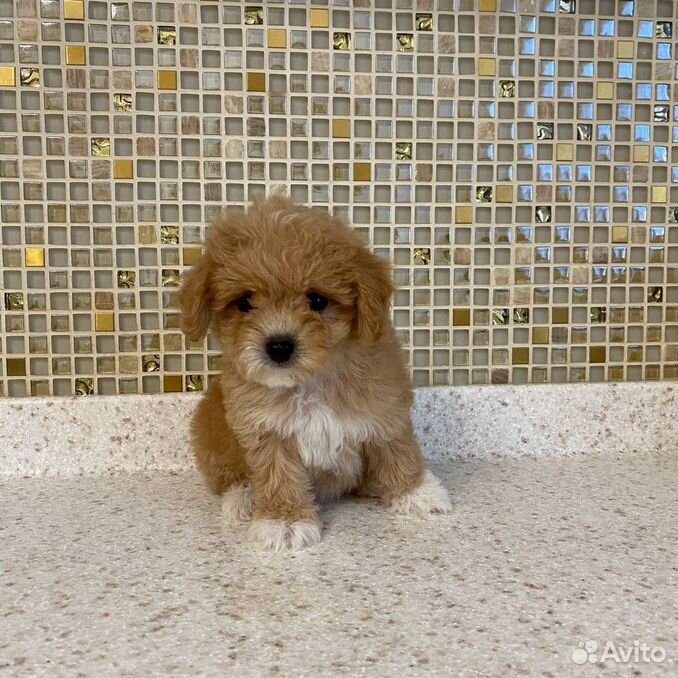 Мальтипу Ф1 яркая девочка