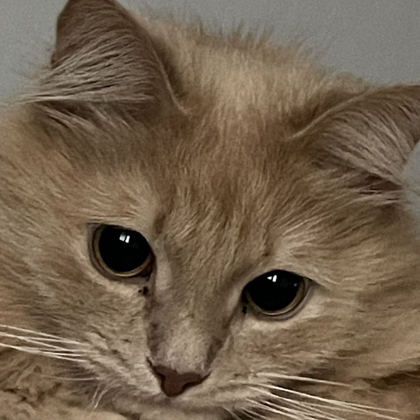 Кот Буся в добрые руки