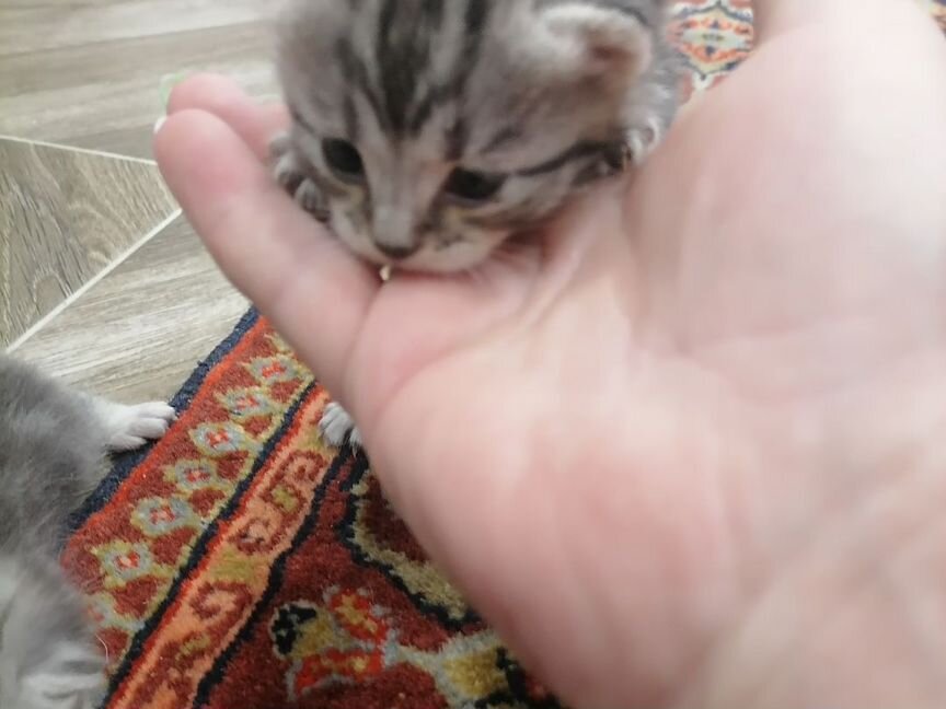Продам котенка бобтейл