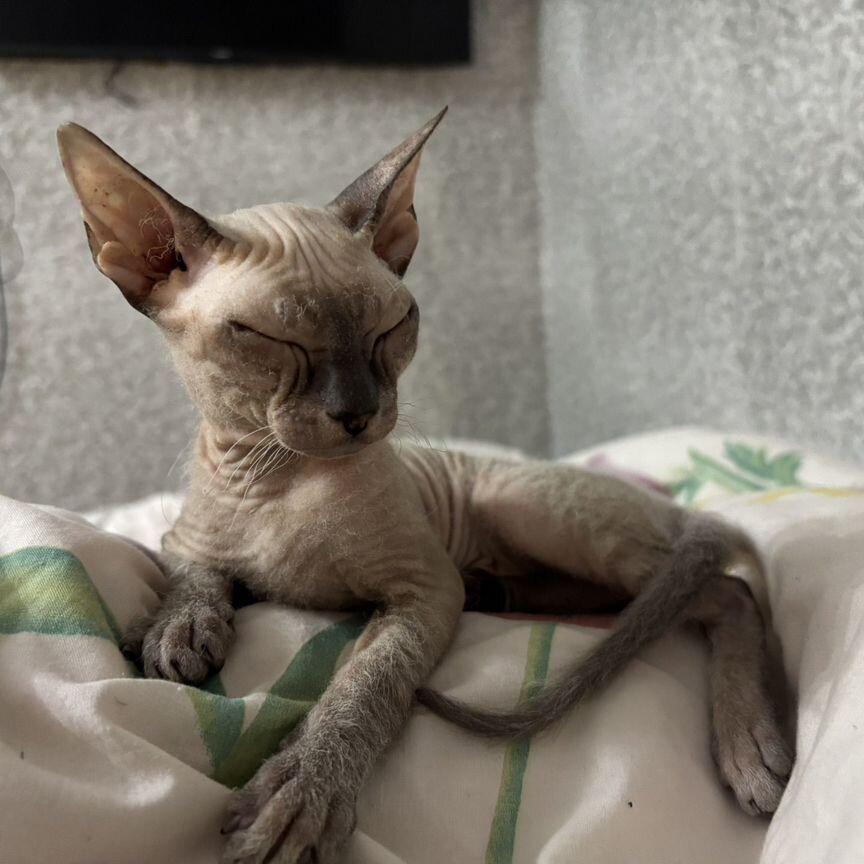 Отдам кошку в добрые руки