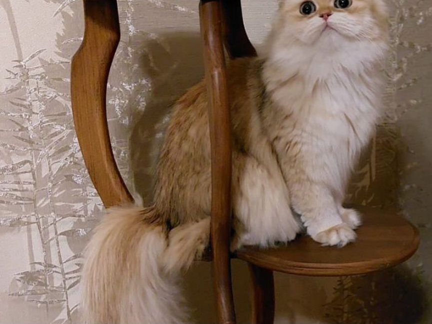 Кошки породистые