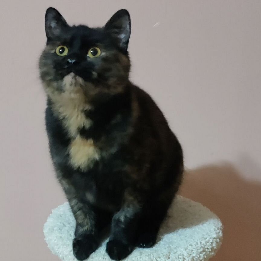 Шотландский прямоухий короткошёрстный котёнок