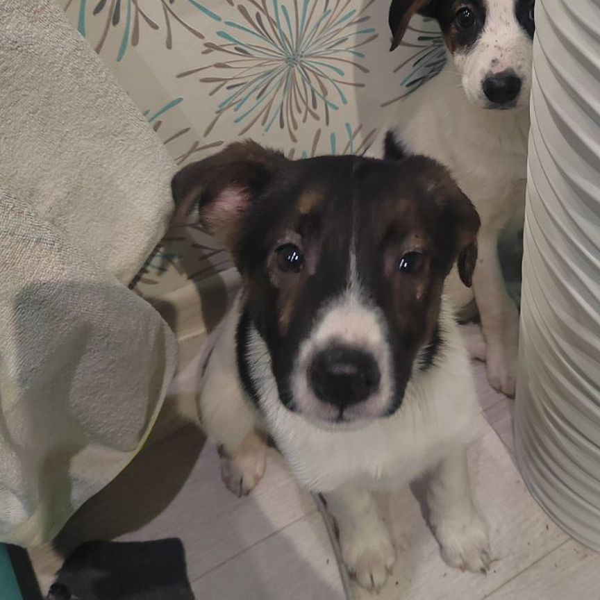 Щенок в добрые руки