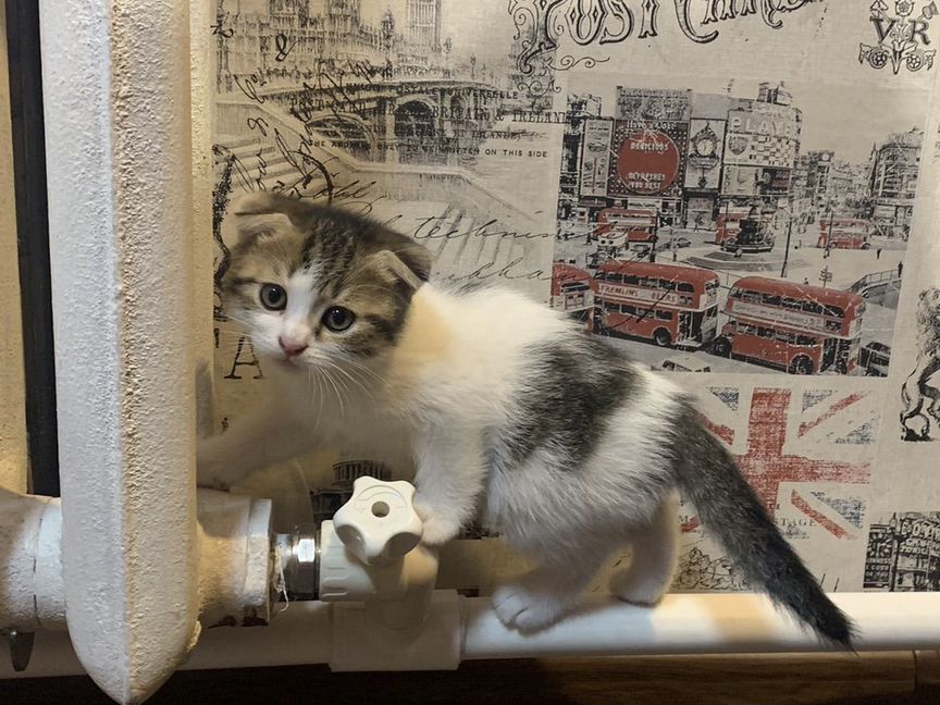 Котята в добрые руки мальчики