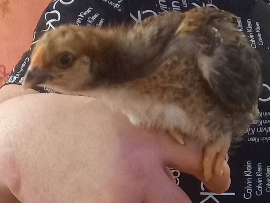 Цыплята кучинская юбилейная