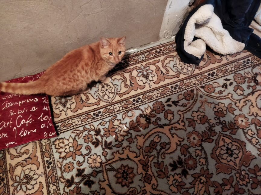 Домашние животные котята