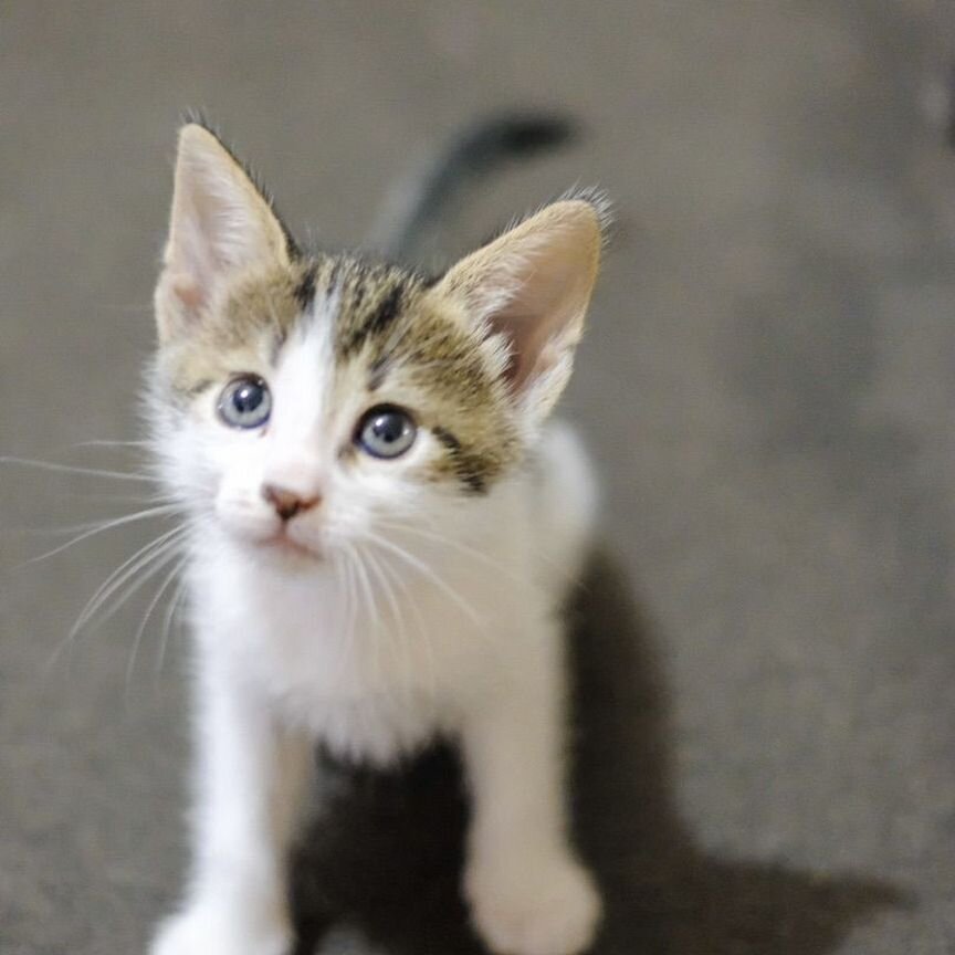 Котенок Тильда