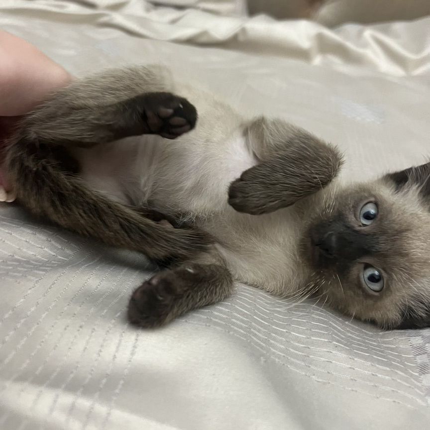 Котята в добрые руки сиамские