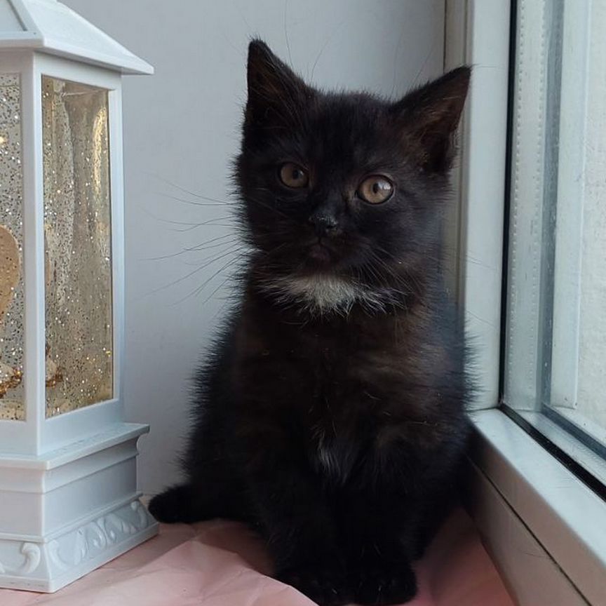 Котенок девочка