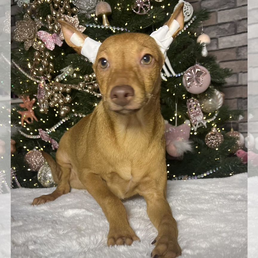 Мексиканская голая собака, щенок