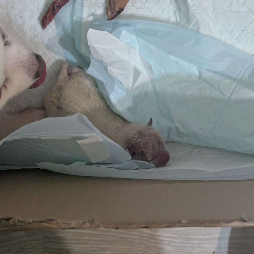 Померанский шпиц, щенок