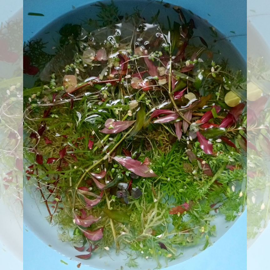 Аквариумные растения прополка