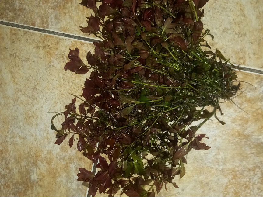 Людвигия супер ред