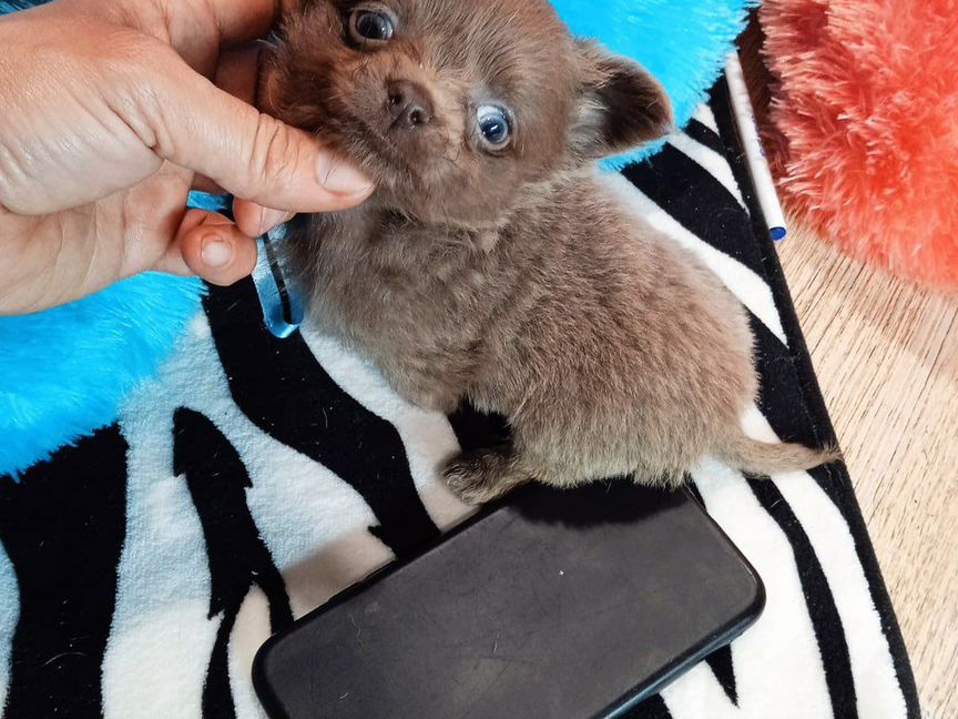 Чихуахуа мини лиловый синеглазый Медвежонок