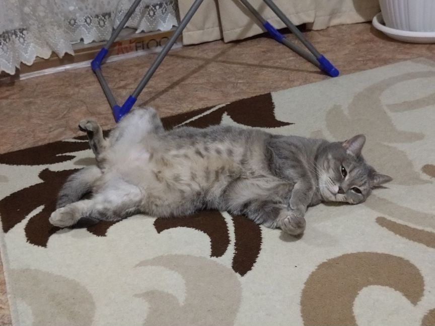 Кошка британка шотланка