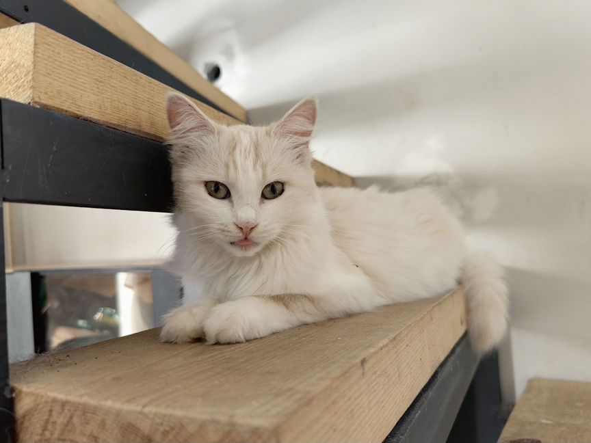 Шикарная кошечка ищет дом