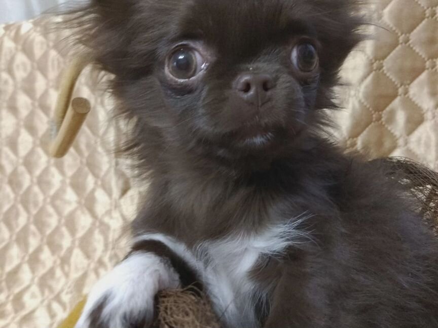 Маленький комочек счастья