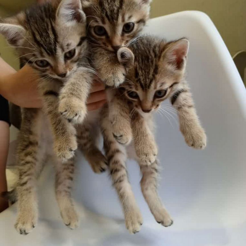 Отдаются великолепные котята