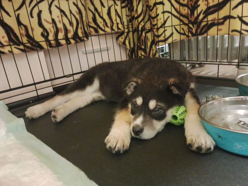 Щенок в добрые руки