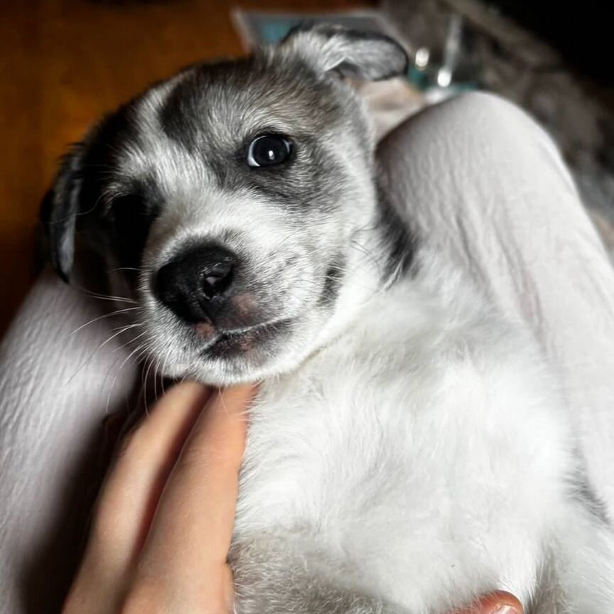 Щенок — грузин