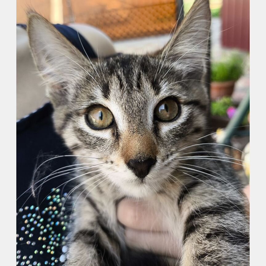 Отдам,девочки,кушают всё,к лотку приучены