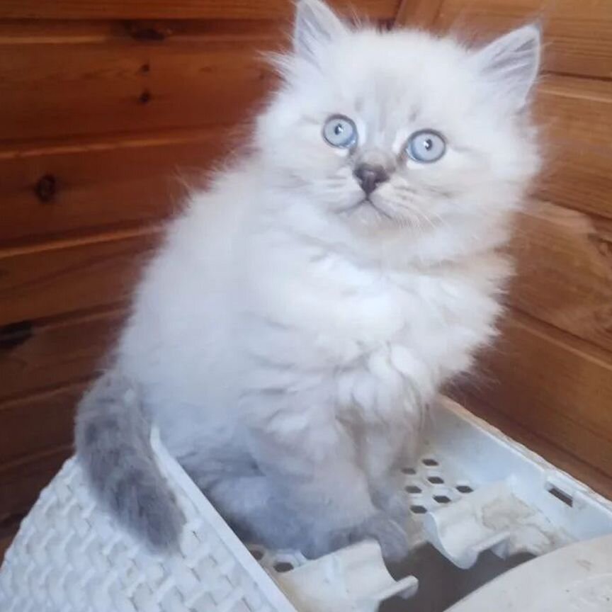 Рэгдолл котёнок