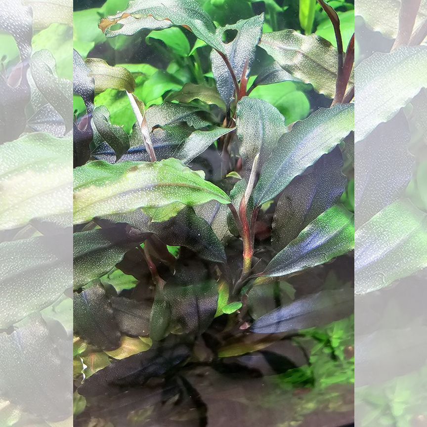 Буцефаландра