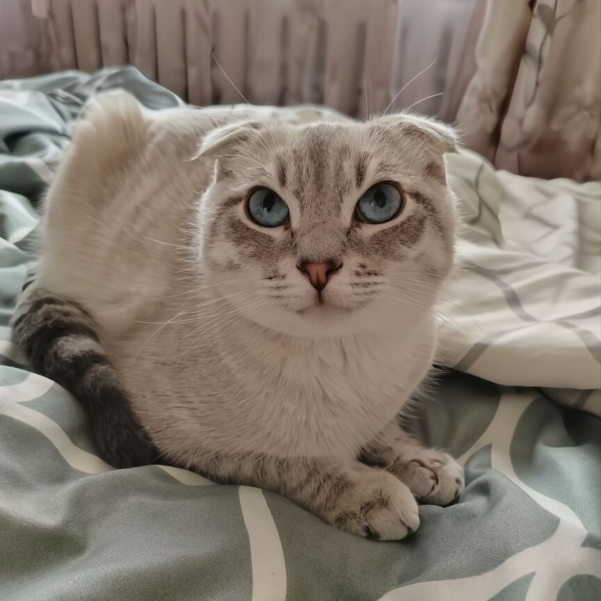 Шотландский вислоухий короткошёрстный котёнок