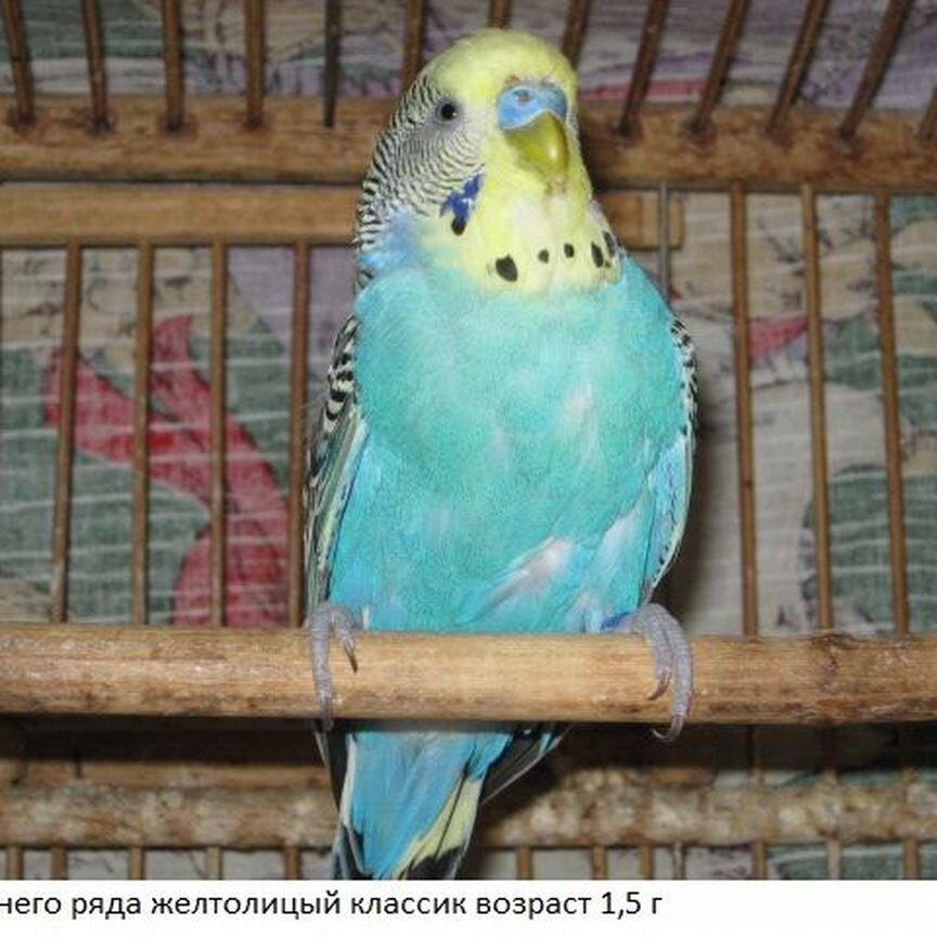 Волнистый попугай