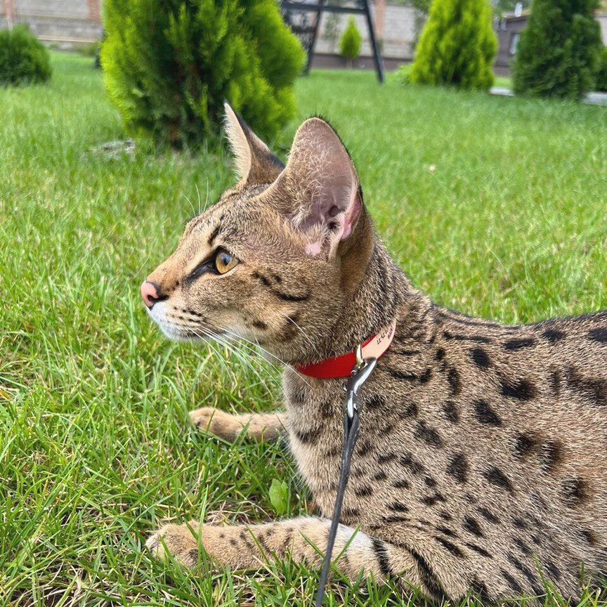 Ошейники для кошек на заказ